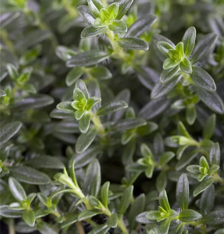 Thymus vulgaris 'Faustini' - BAUHAUS E-Business GmbH & Co. KG